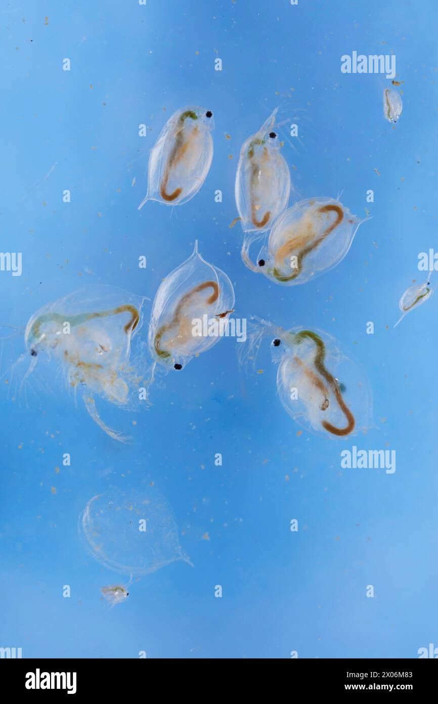 common water flea (Daphnia pulex), several, with exuvia Stock Photo - Alamy
