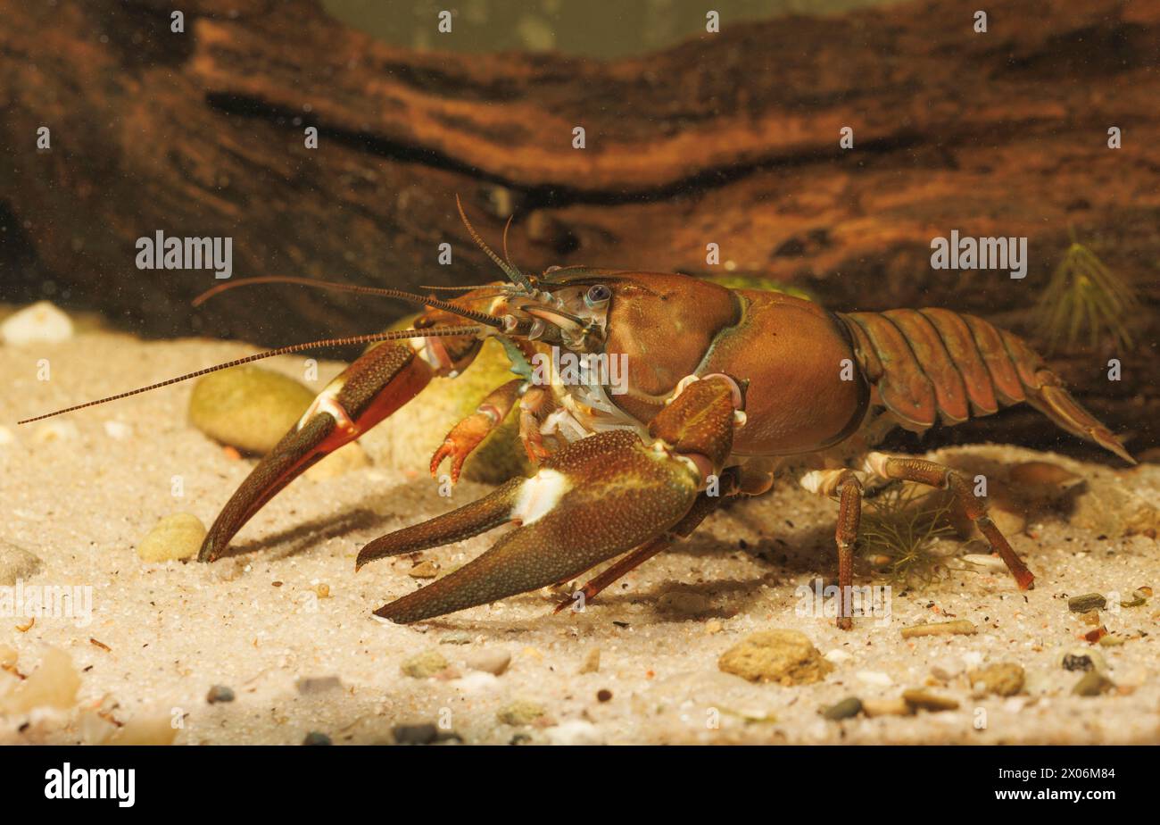 signal crayfish (Pacifastacus leniusculus), female, Germany Stock Photo ...