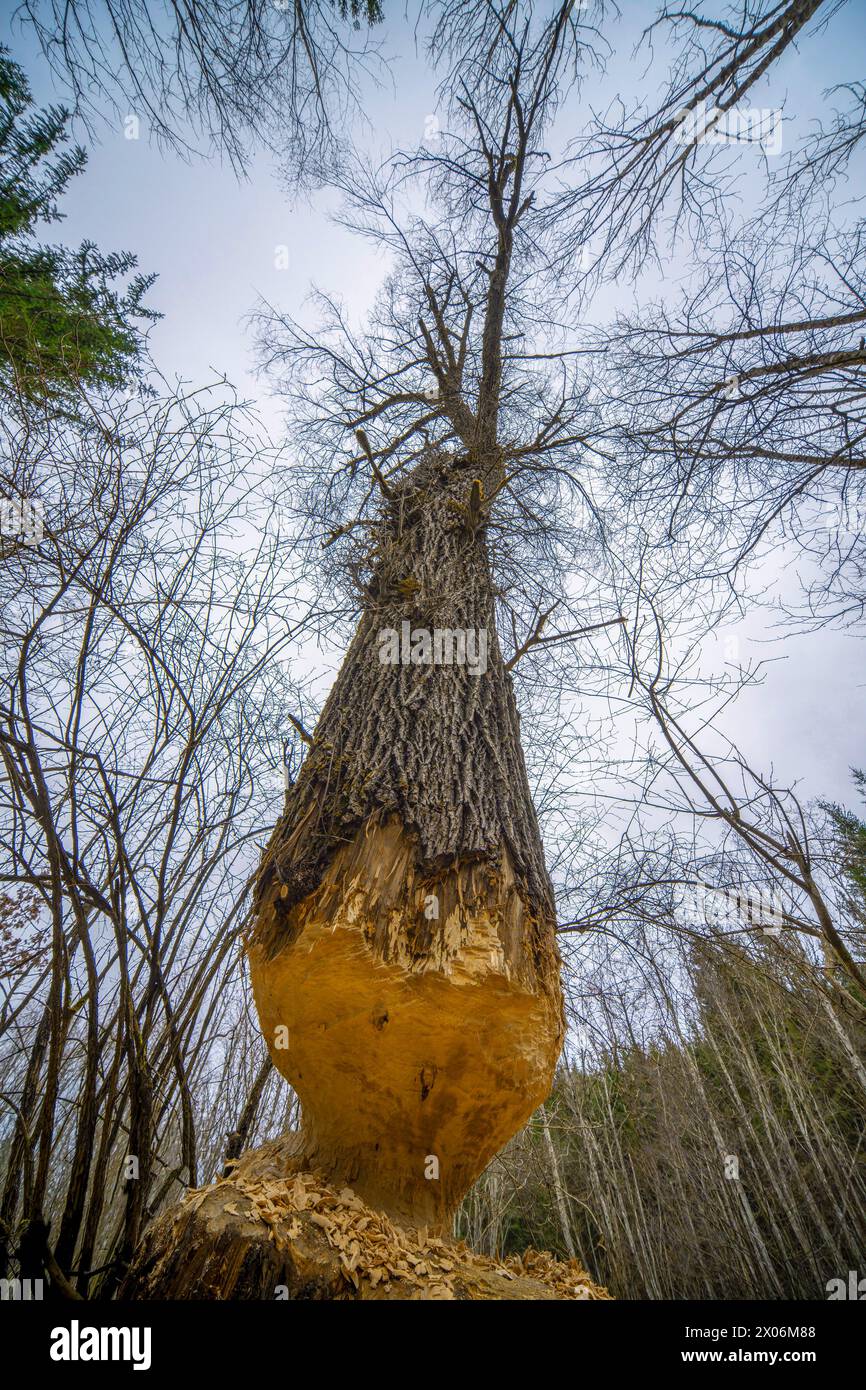 Eurasian beaver, European beaver (Castor fiber), beaver tree, Germany ...