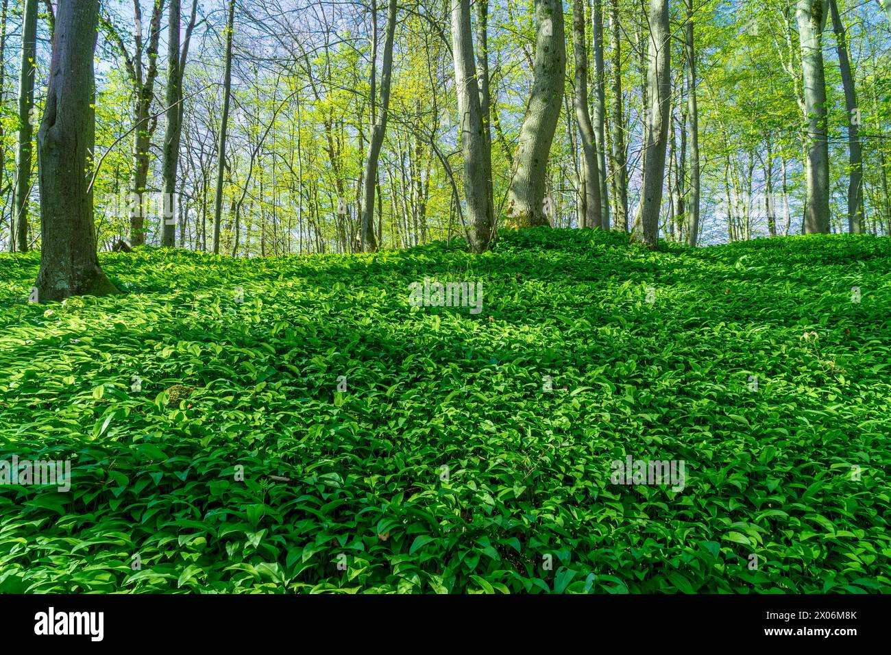 ramson, buckrams, wild garlic, broad-leaved garlic, wood garlic, bear ...