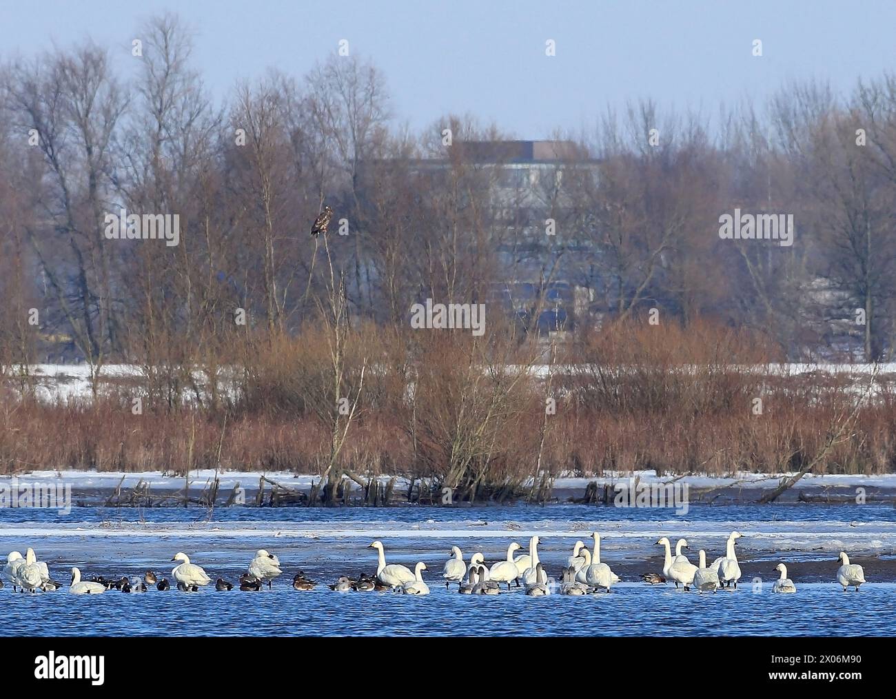 Bewick's Swan, Bewicks Swan (Cygnus bewickii, Cygnus columbianus ...