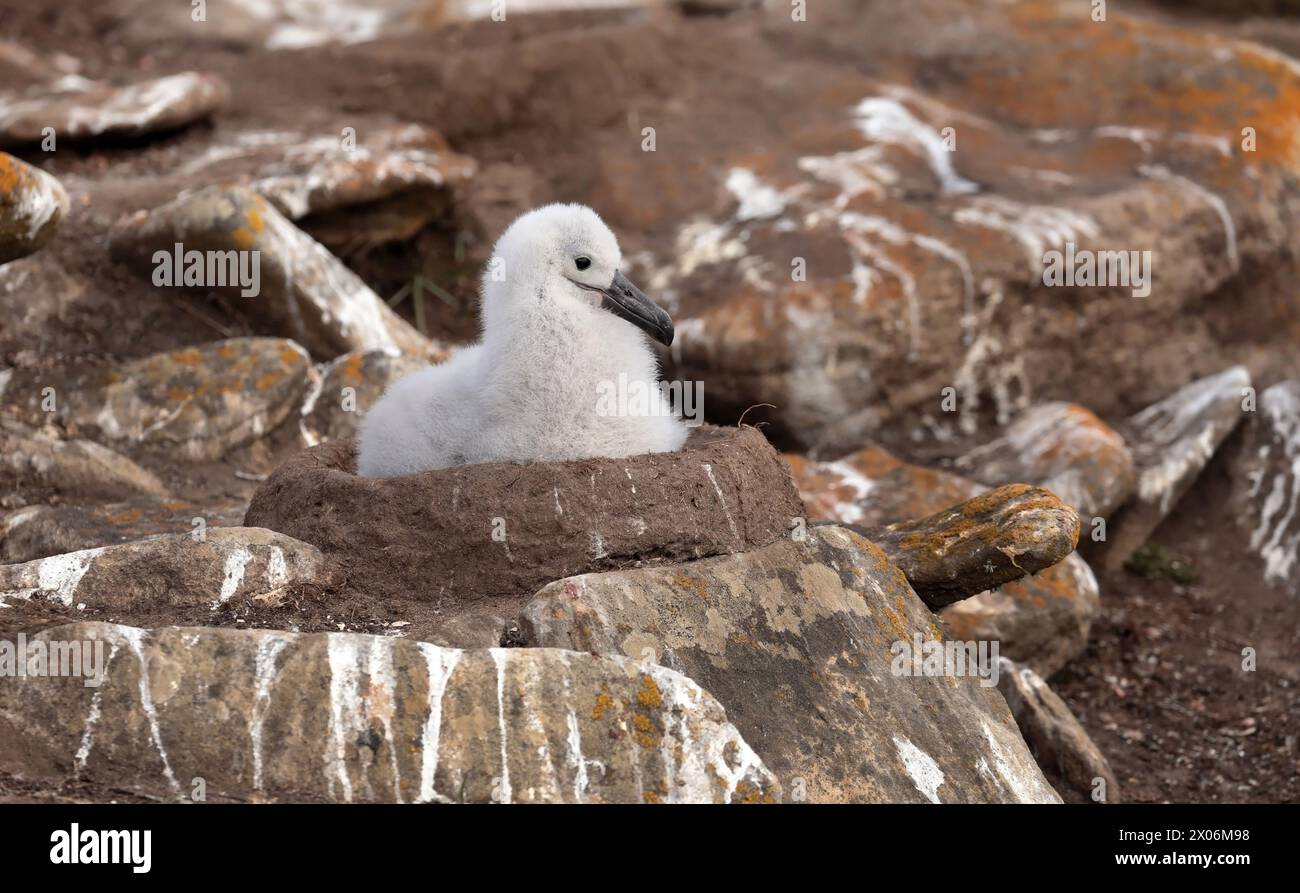 Black-browed albatross (Thalassarche melanophris, Diomedea melanophris ...