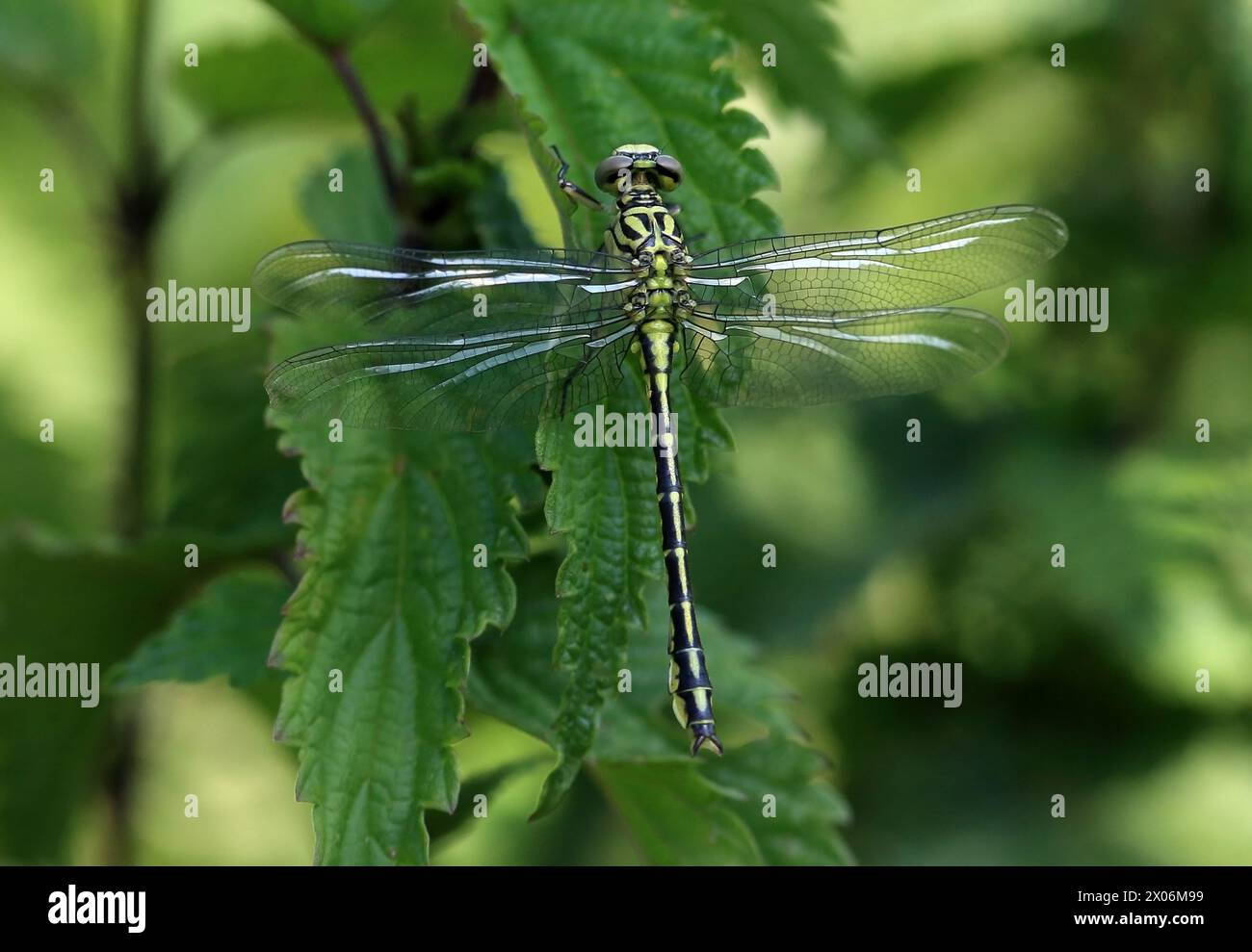 Asian gomphus (Gomphus flavipes), sitting on a leaf Stock Photo - Alamy