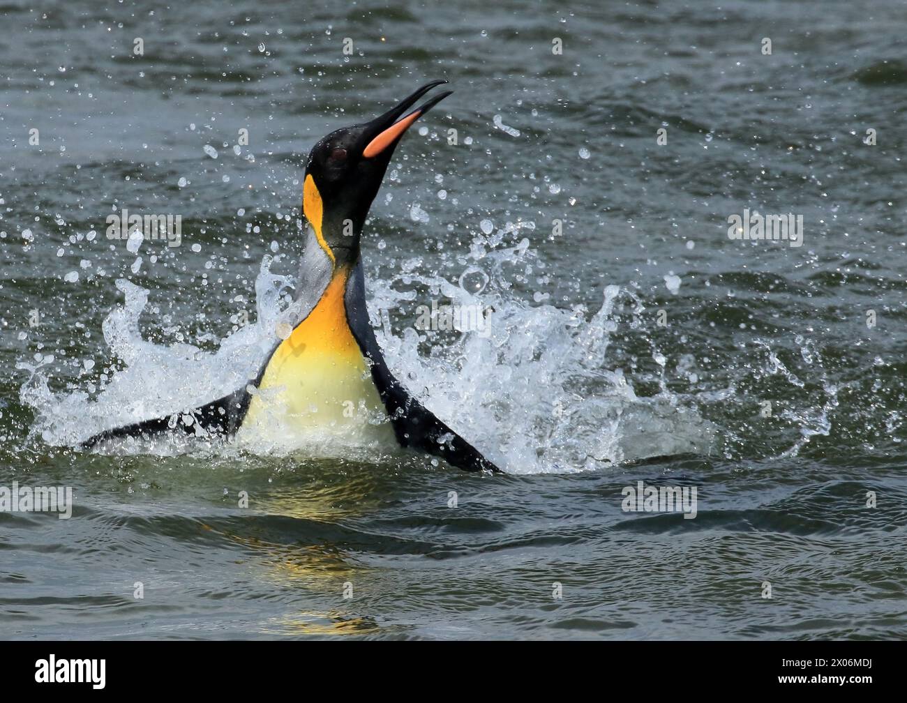 king penguin (Aptenodytes patagonicus), swimming, flaps its wings ...