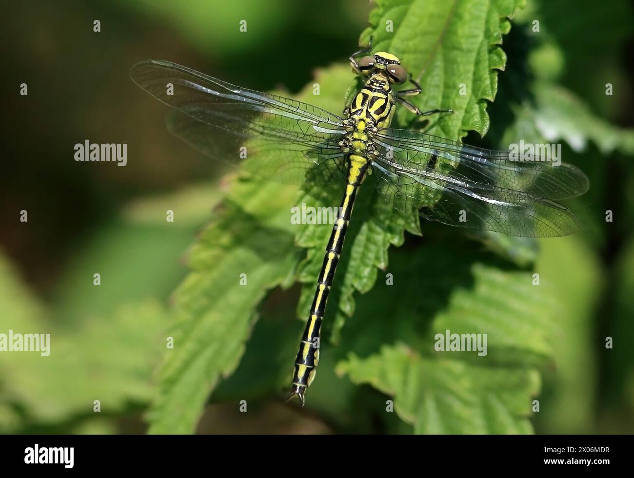 Asian gomphus (Gomphus flavipes), sitting on a leaf Stock Photo - Alamy