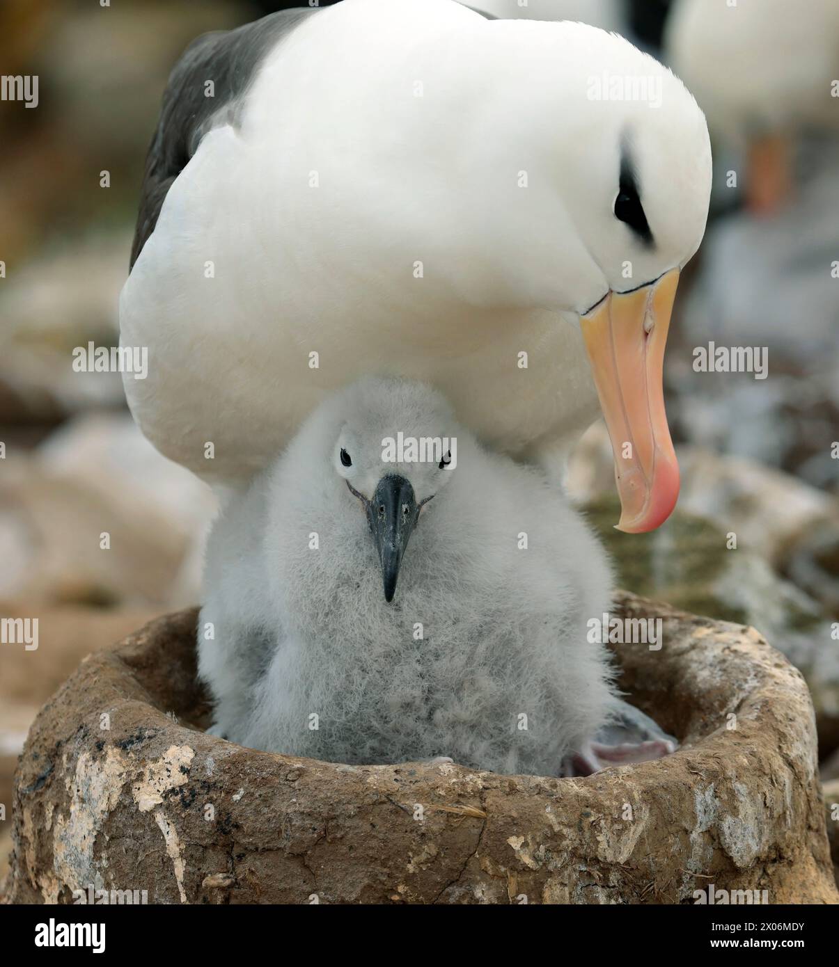 Albatros thalassarche melanophrys hi-res stock photography and images ...