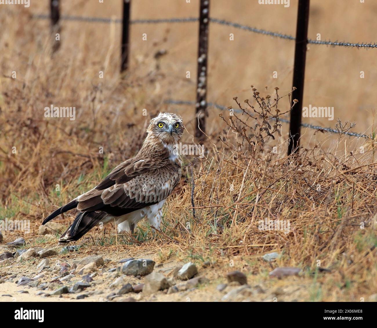 short-toed eagle (Circaetus gallicus), sits on a country lane by a ...