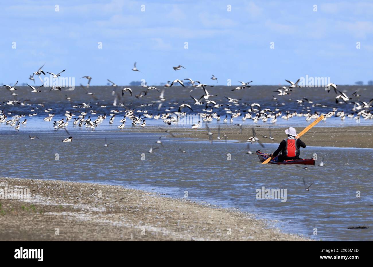 Shelducks volando hi-res stock photography and images - Alamy
