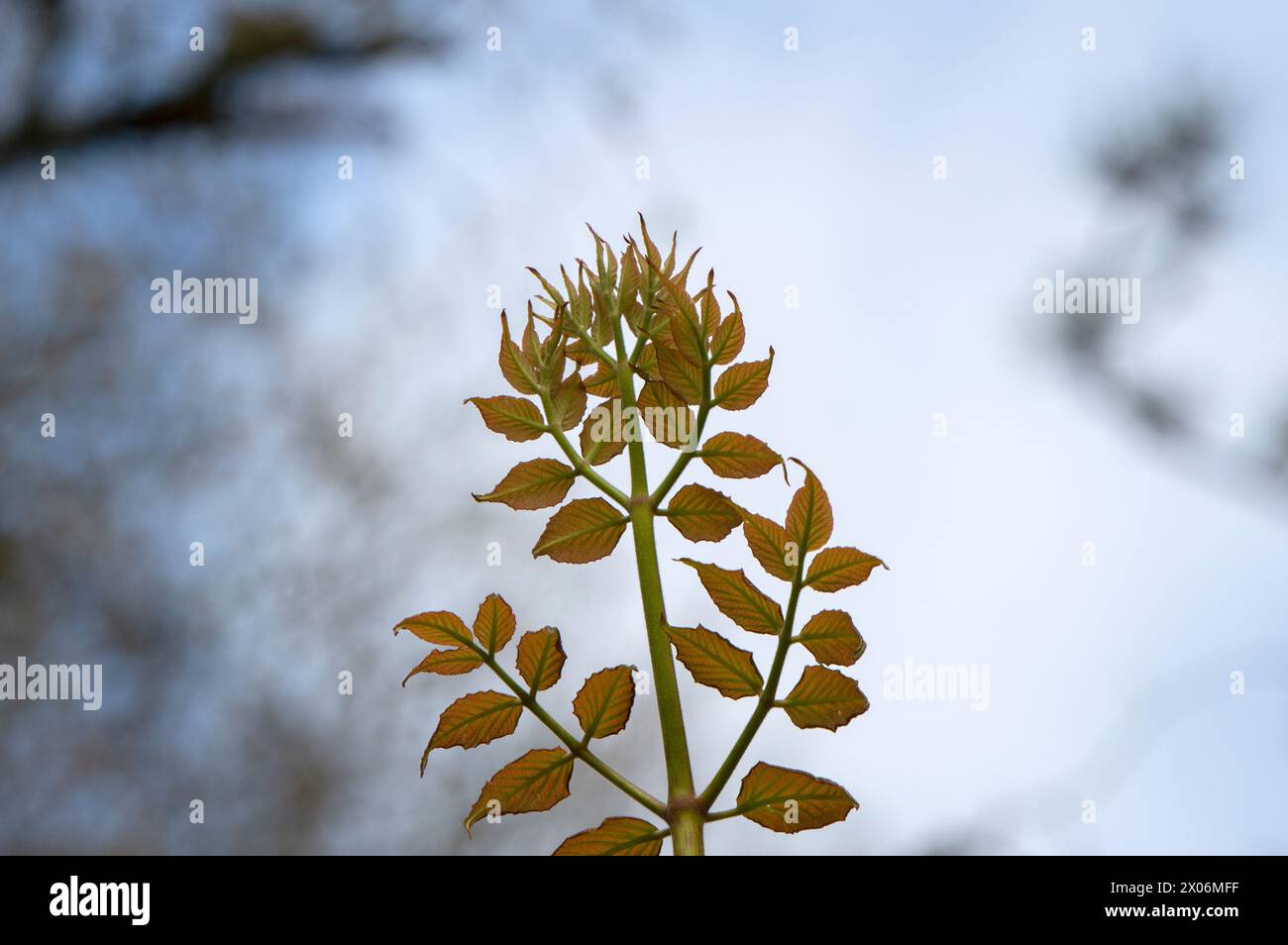 Close Up Brach Of A Aralia Elata Tree At Amsterdam The Netherlands 4-4 ...