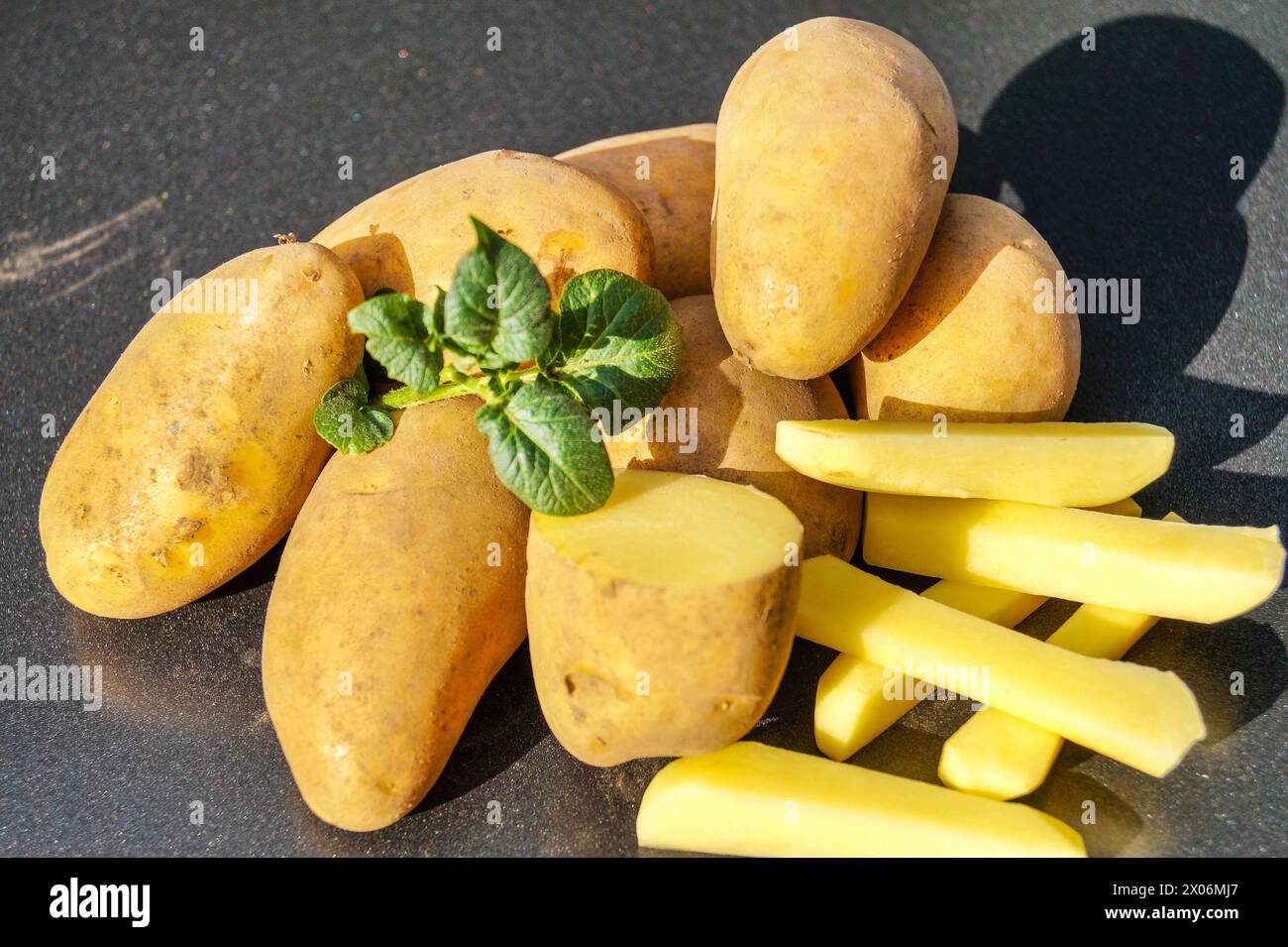 Potato plants mature tubers hi-res stock photography and images - Alamy