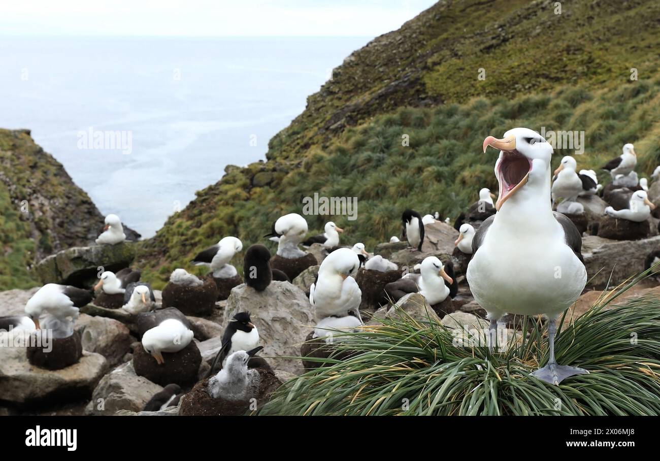 Black-browed albatross (Thalassarche melanophris, Diomedea melanophris ...