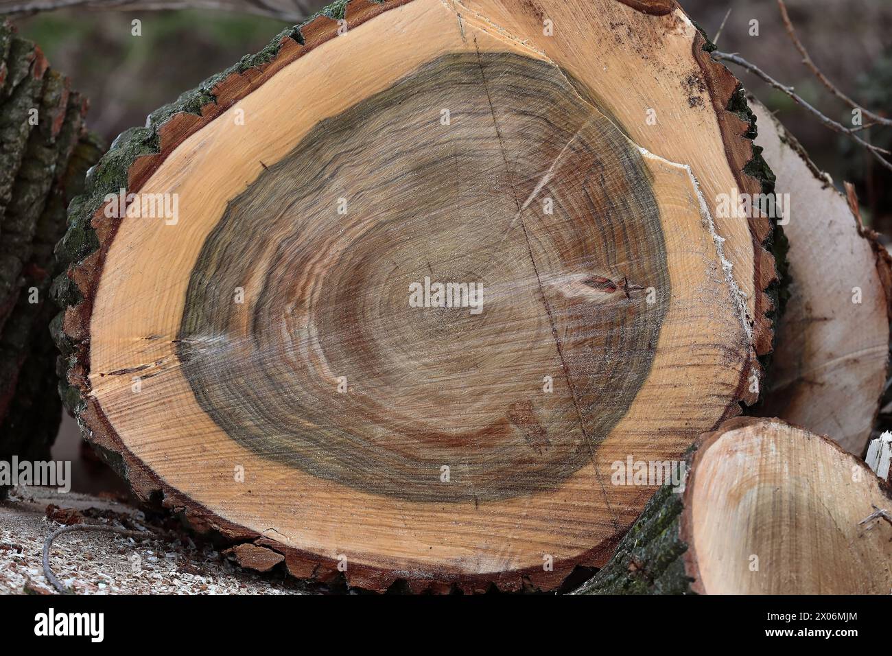 aspen, poplar (Populus spec.), Annual rings tell something about the ...
