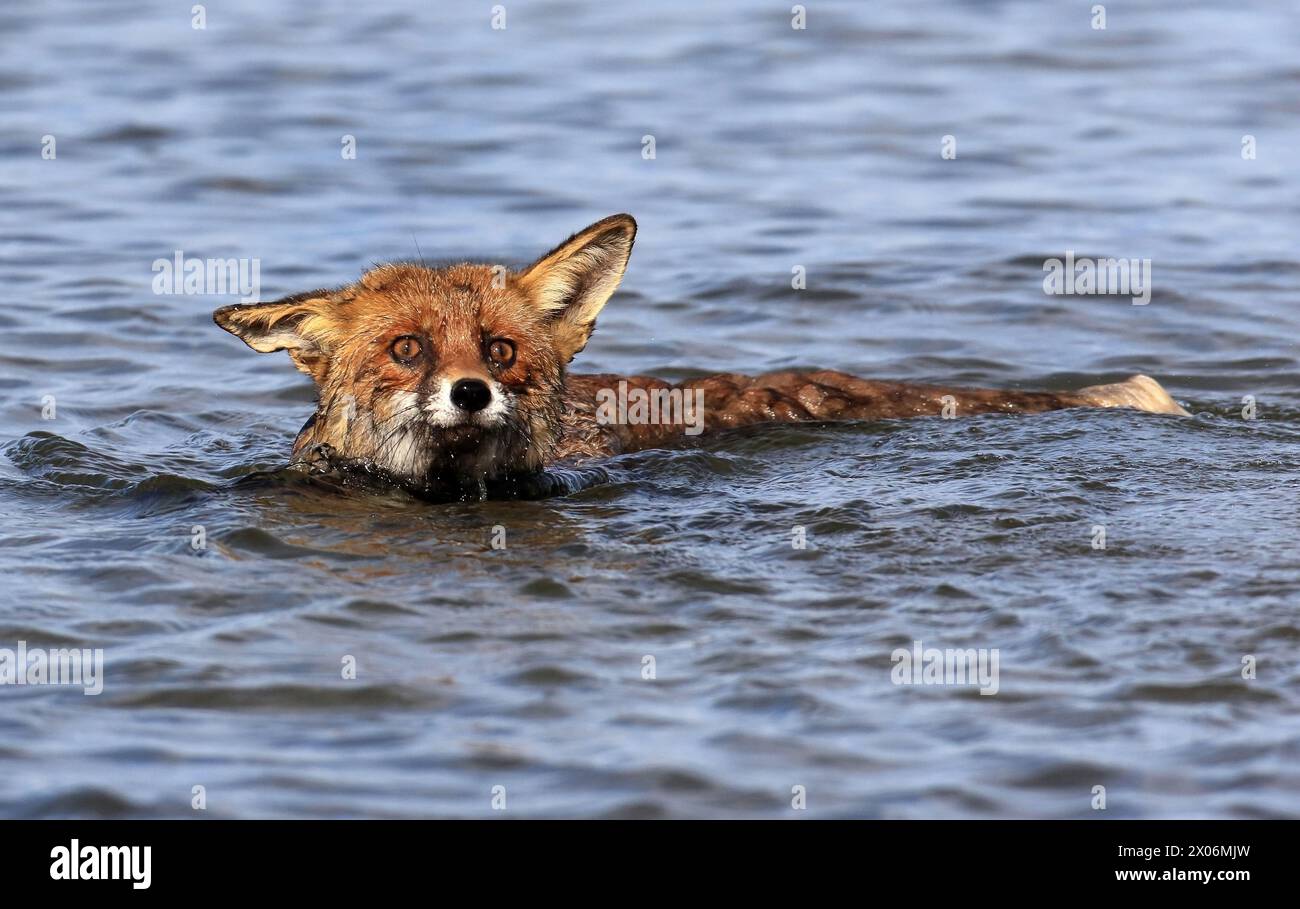 red fox (Vulpes vulpes), swimming, Netherlands, De Biesbosch National ...