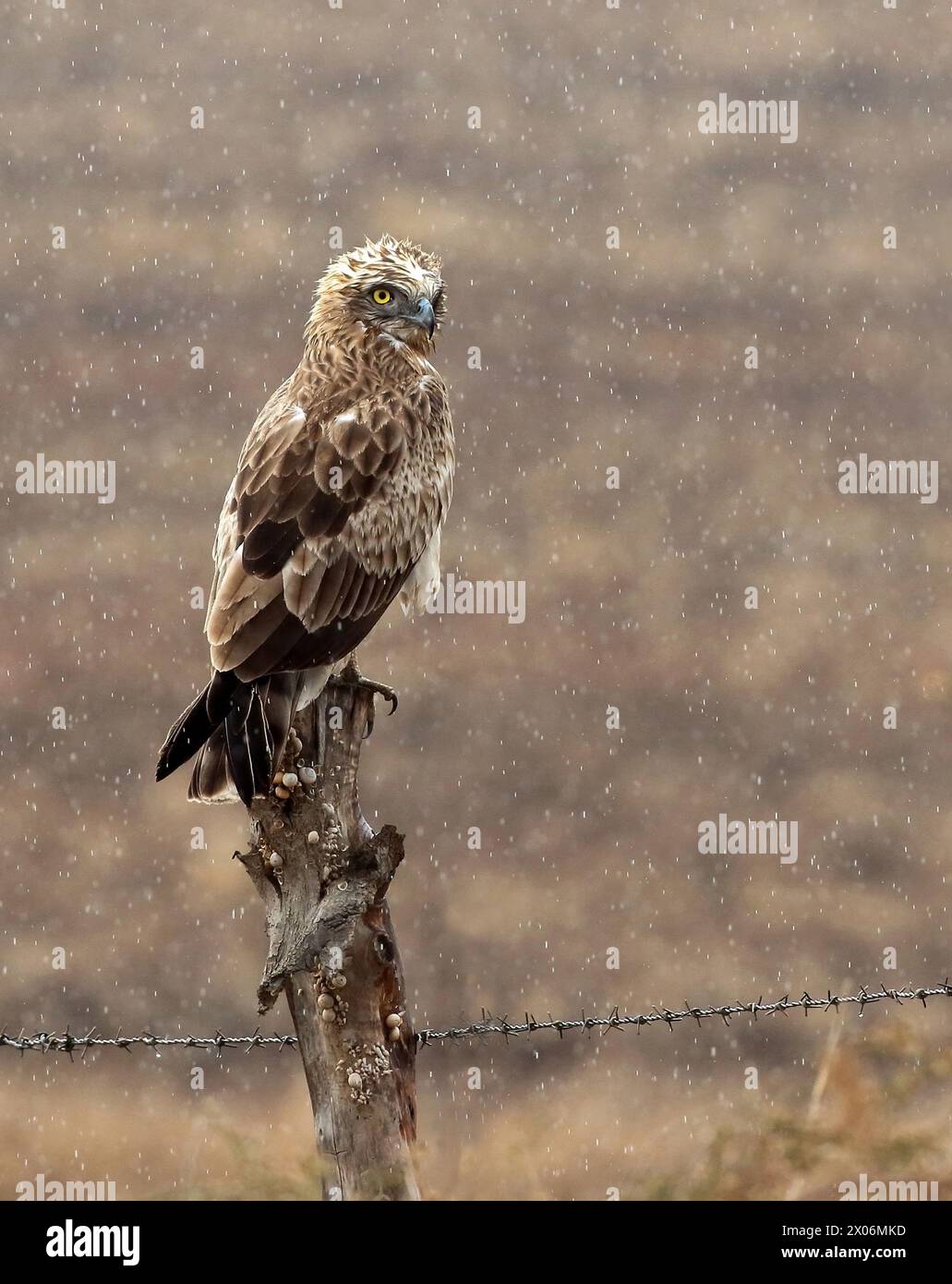 short-toed eagle (Circaetus gallicus), in a light rain shower on a ...