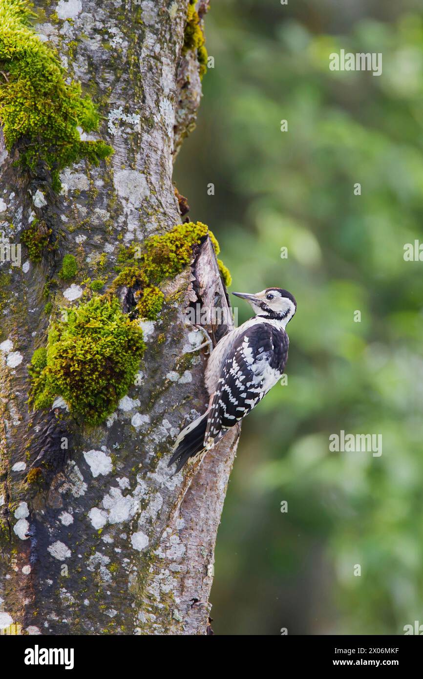 white-backed woodpecker (Picoides leucotos, Dendrocopos leucotos ...