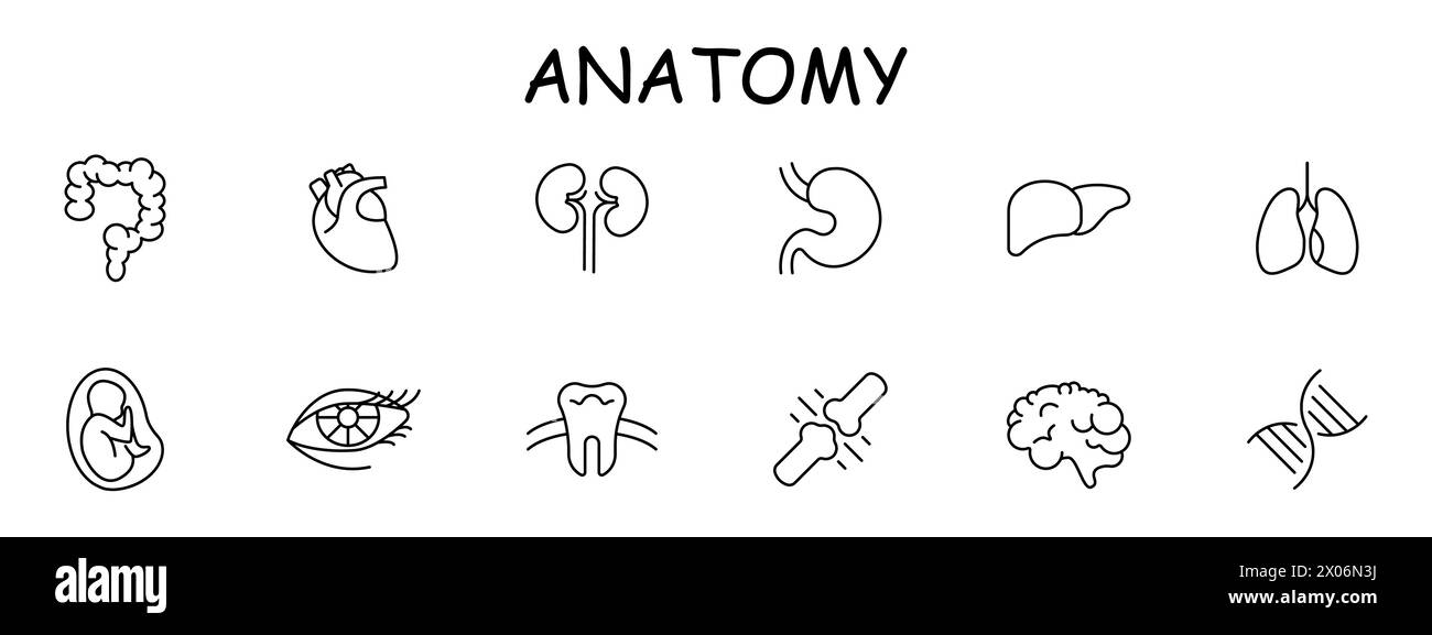 Organs set icon. Intestinal tract, stomach, liver, brain, lungs, embryo ...