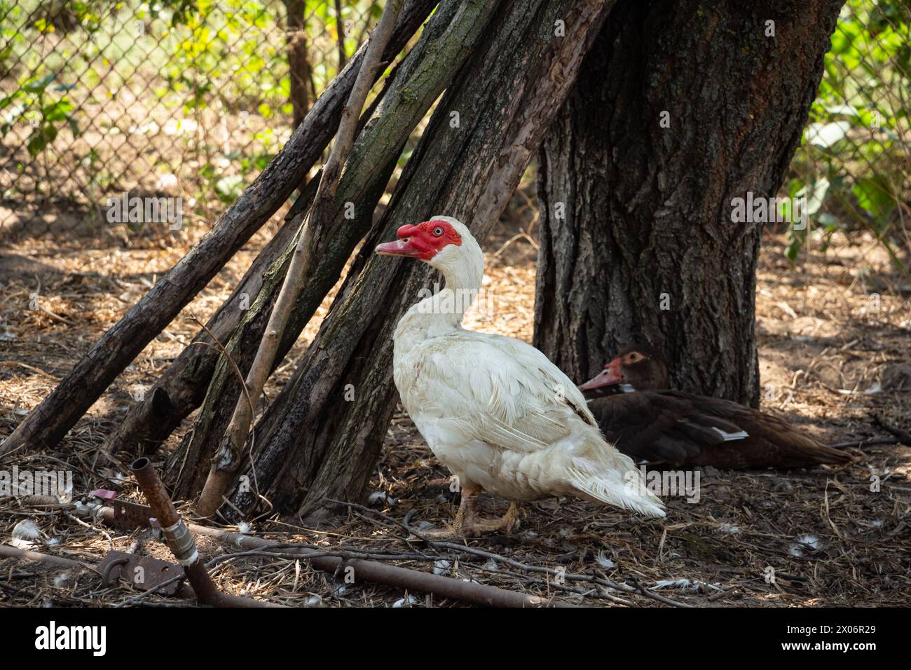 White adult duck in the farmyard, drake, poultry farm, animal husbandry ...