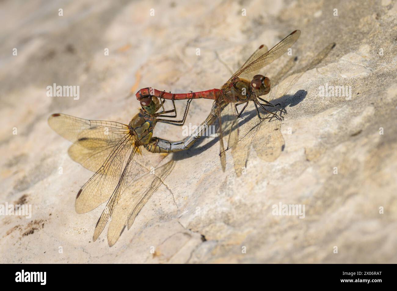 A pair of common darter dragonflies mating, resting on a rock Stock ...