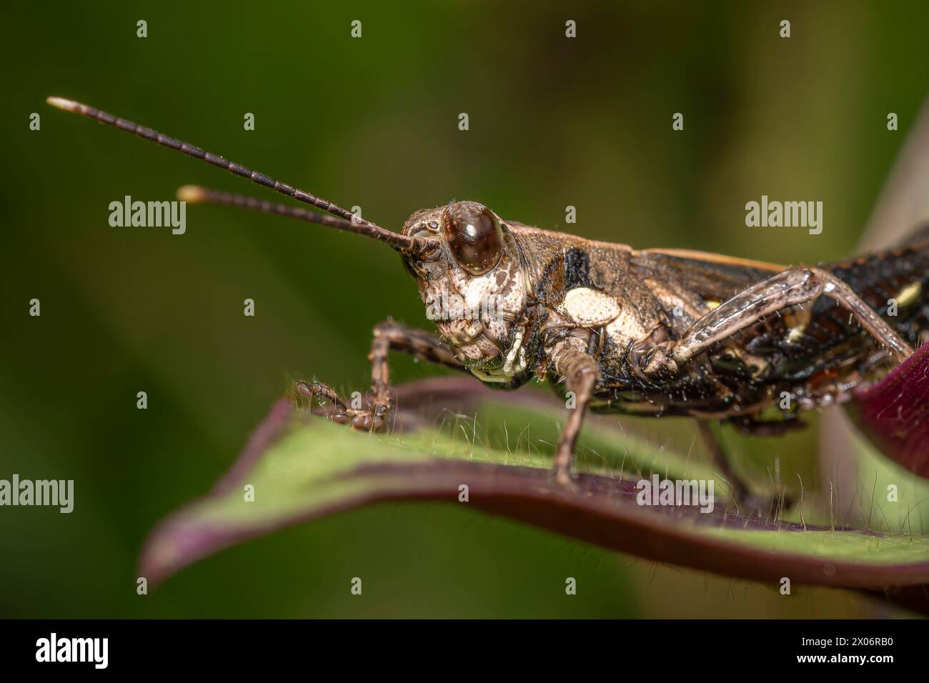 Egyptian grasshopper nymph hi-res stock photography and images - Alamy