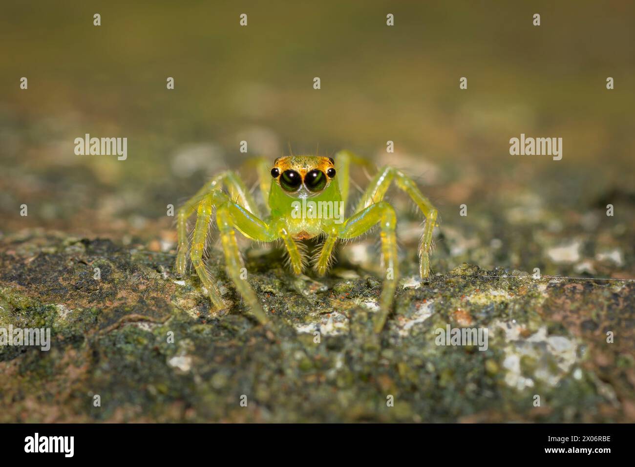 Jumping spider green, epeus glorius , green spider, macro shot Stock ...