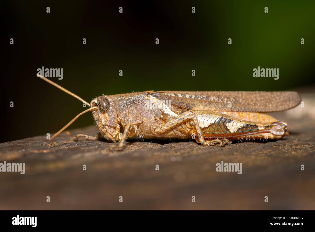 Short-horned grasshopper, Traulia ornata macro shot, close-up of a ...