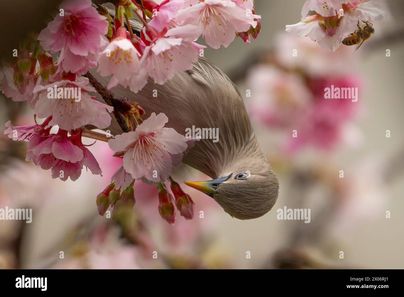 Chestnut-tailed Starling, Sturnia malabarica, bird eating nectar from ...