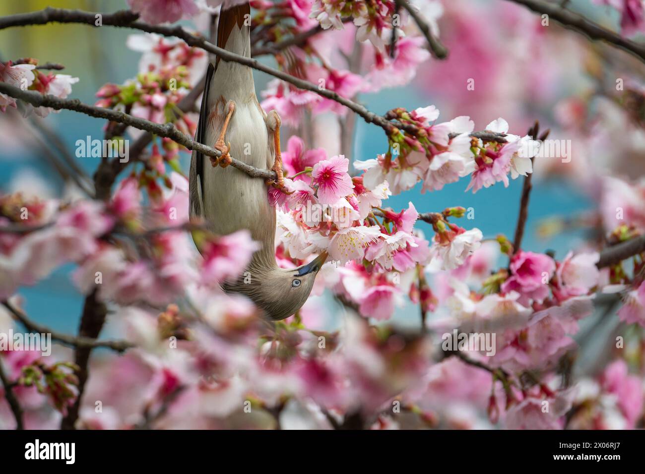 Chestnut-tailed Starling, Sturnia malabarica, bird eating nectar from ...
