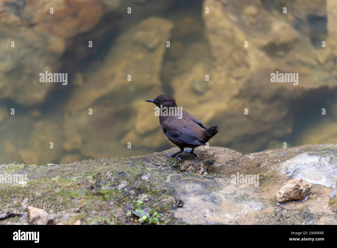 Brown Dipper, Cinclus pallasii bird on a rock close to water in the ...