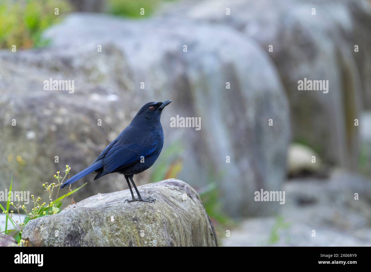 Taiwan Whistling-Thrush, Myophonus insularis endemic bird of Taiwan ...