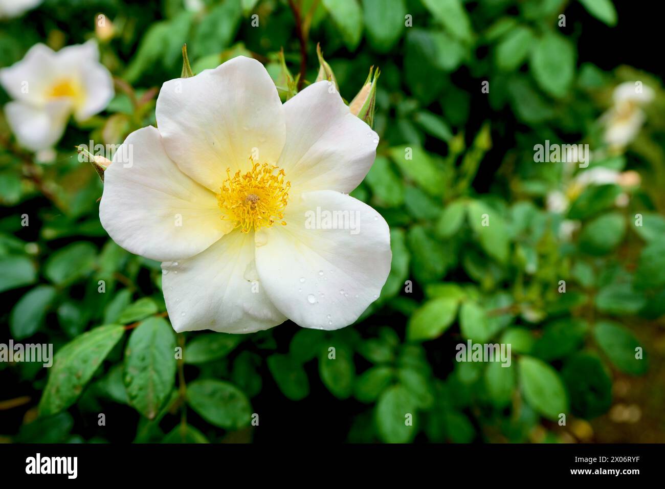 Beautiful White Field Rose (Rosa Arvensis) against a green background ...