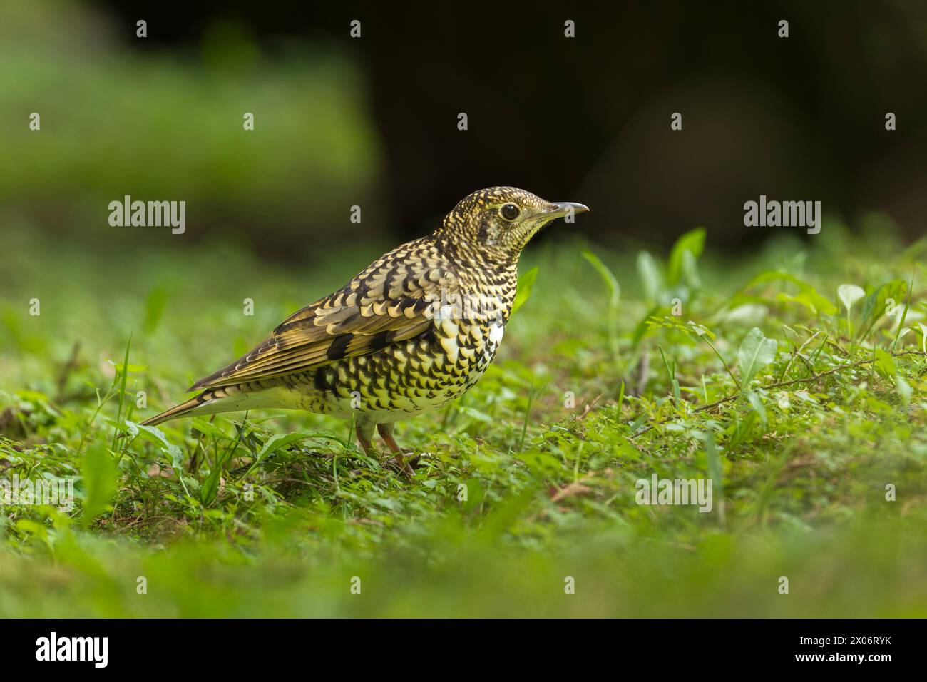 Scaly Thrush, Zoothera dauma bird on the ground in the mountains of ...