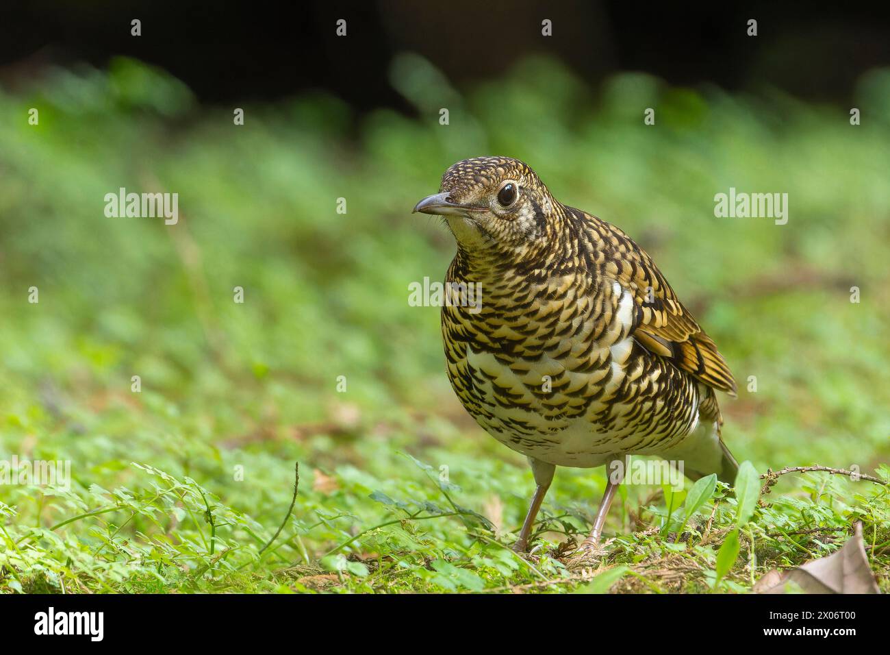 Scaly Thrush, Zoothera dauma bird on the ground in the mountains of ...