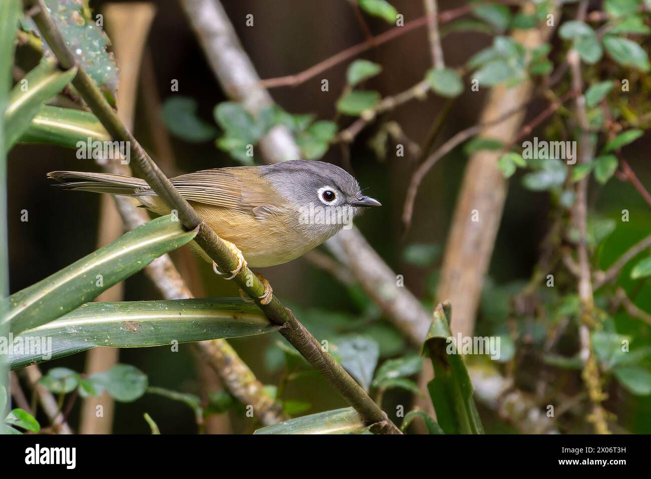 Morrison's Fulvetta, Alcippe morrisonia endemic bird of Taiwan perched ...