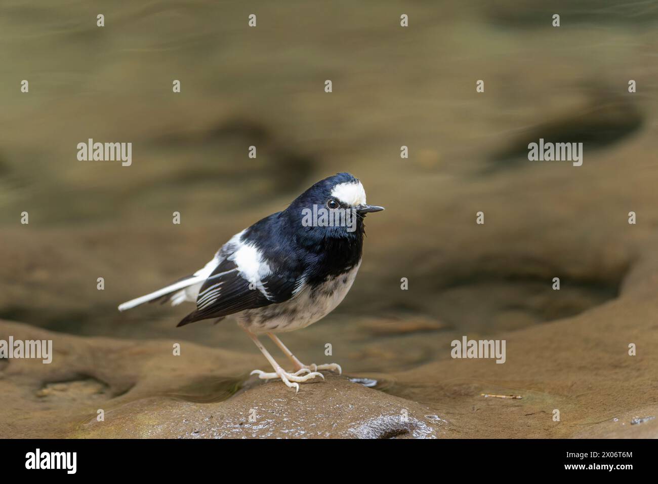 Forktail bird hi-res stock photography and images - Alamy