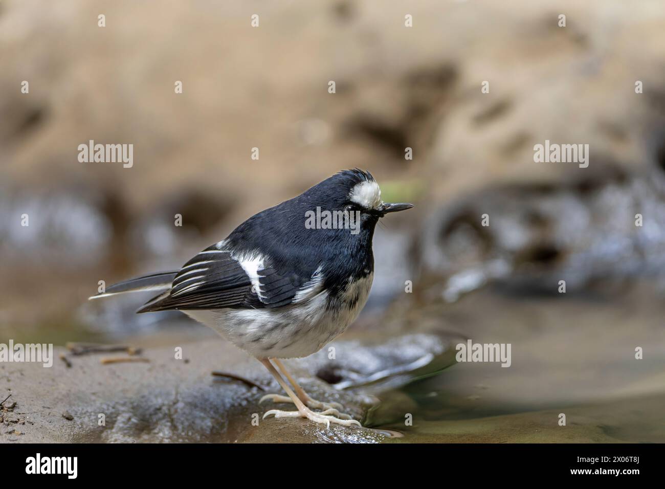 Forktail bird hi-res stock photography and images - Alamy