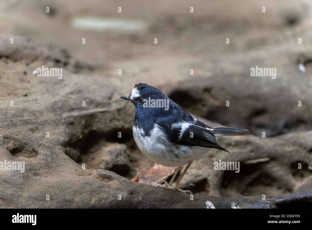 Forktail bird hi-res stock photography and images - Alamy