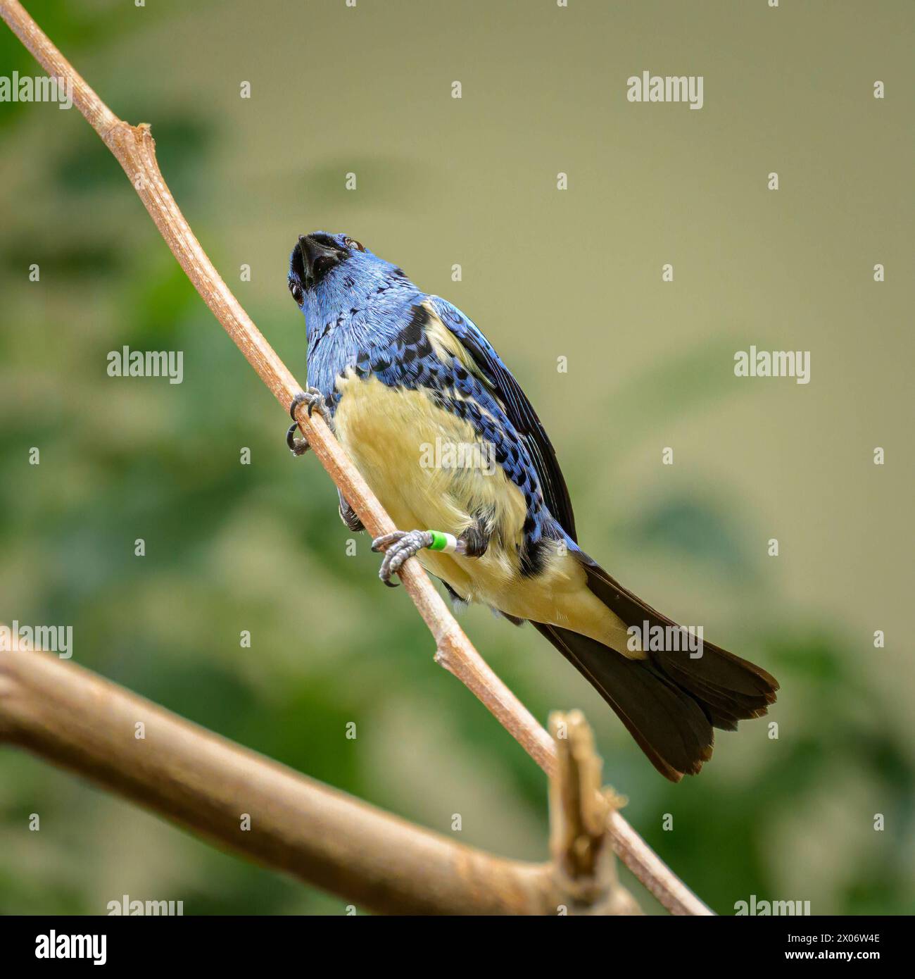 A Turquoise Tanager sitting on a branch in a zoo Austria Stock Photo ...