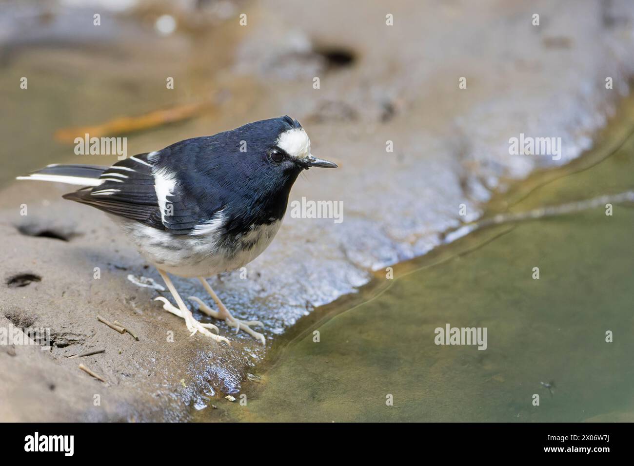 Forktail bird hi-res stock photography and images - Alamy