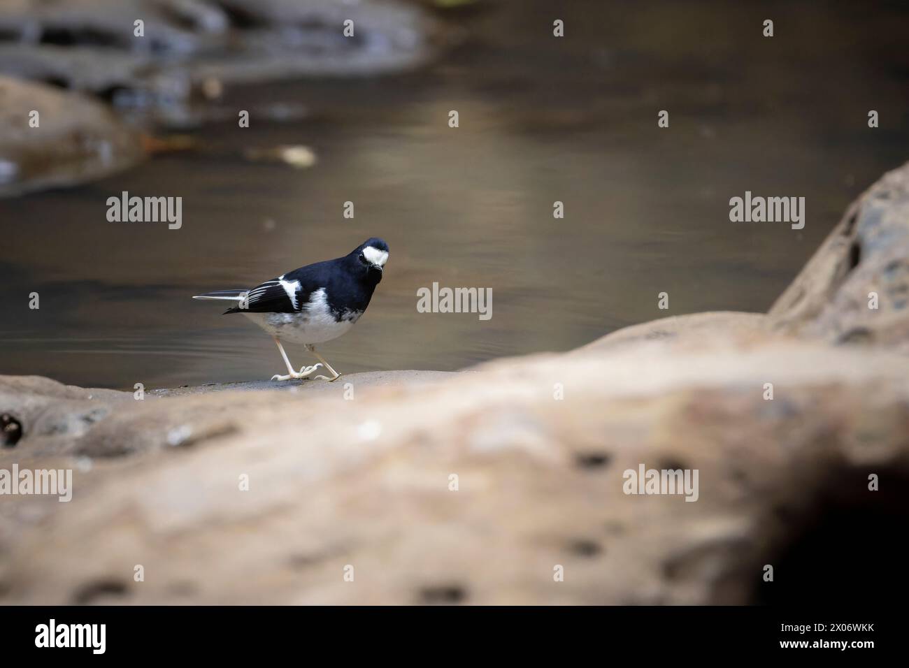 Forktail bird hi-res stock photography and images - Alamy