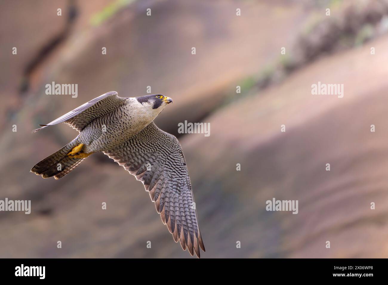 Peregrine falcon, Falco peregrinus in flight, raptor in Taiwan in ...