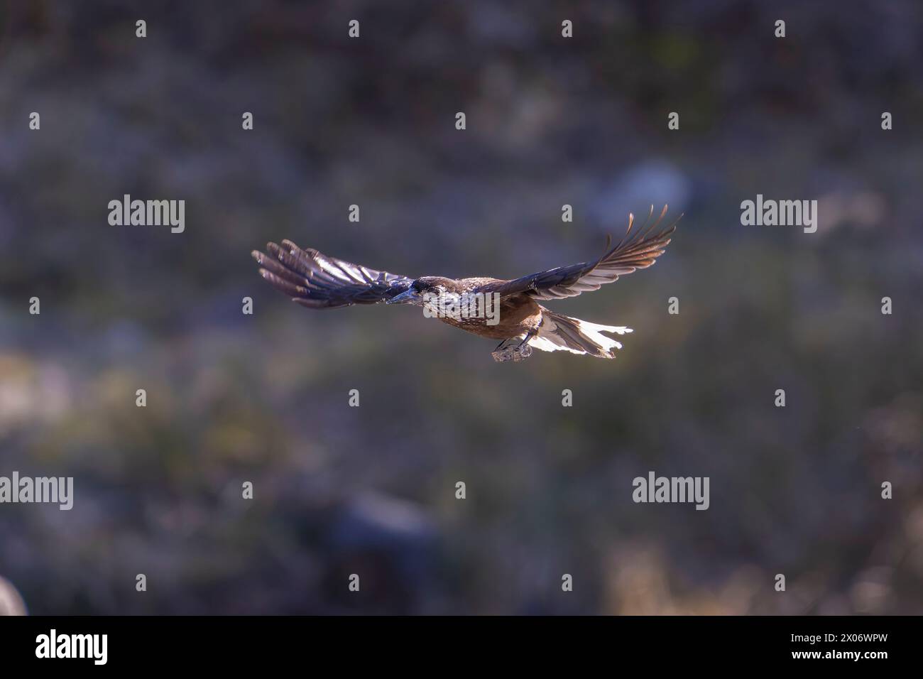 Nutcracker bird hi-res stock photography and images - Alamy