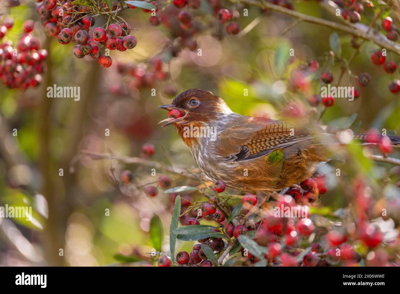 Taiwan Barwing, Actinodura morrisoniana endemic bird of Taiwan eating ...