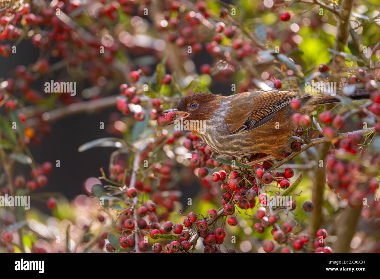 Taiwan Barwing, Actinodura morrisoniana endemic bird of Taiwan eating ...