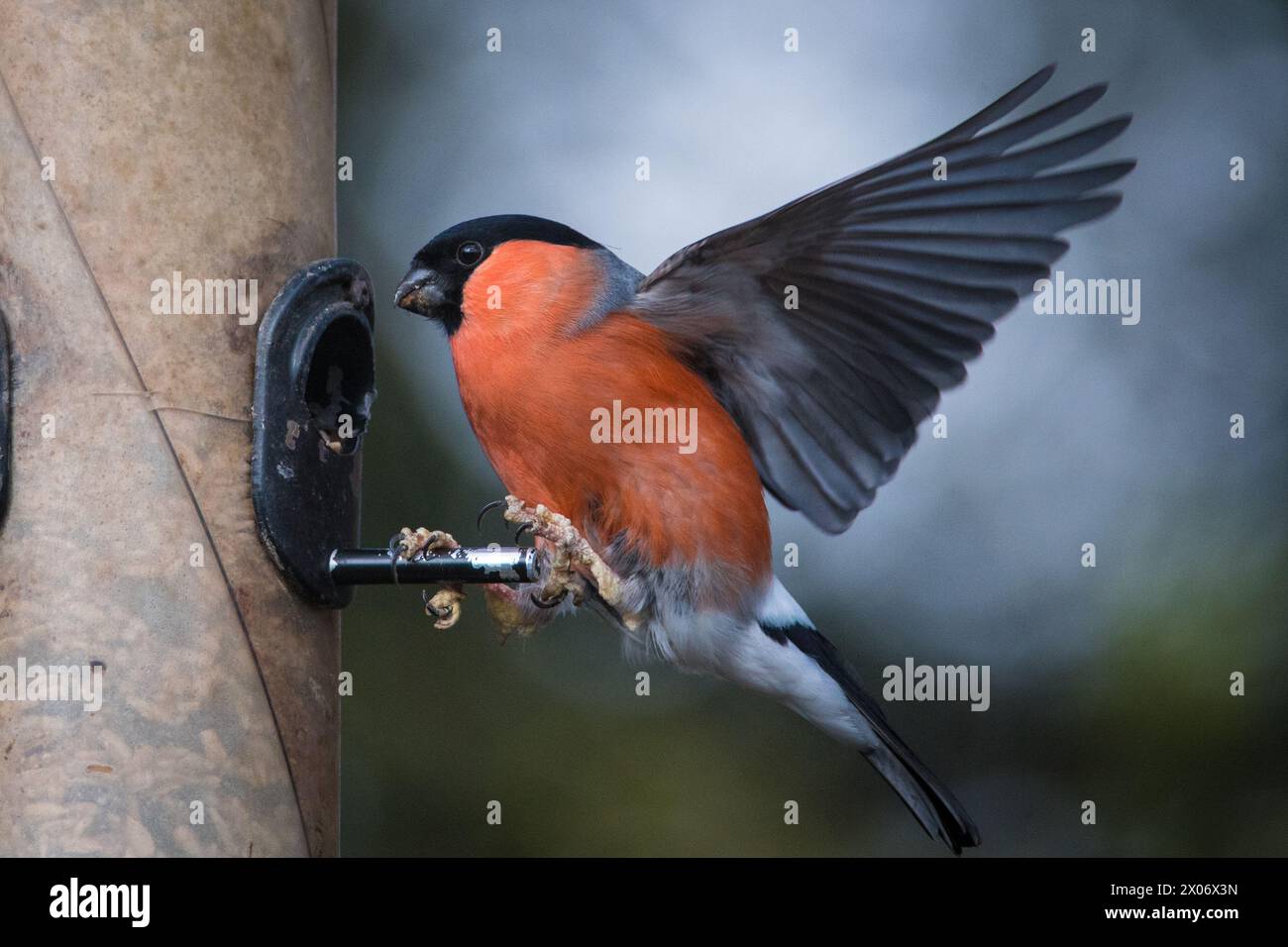 A strikingly colourful bullfinch (Pyrrhula pyrrhula) hovering in front ...
