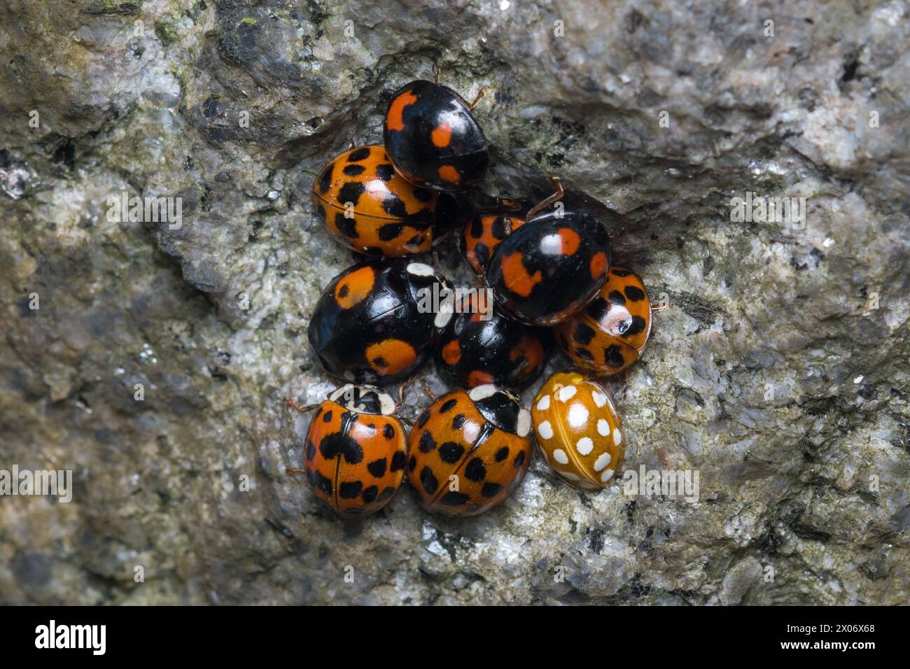 A cluster of ladybirds hibernating. Most are invasive harlequin ...