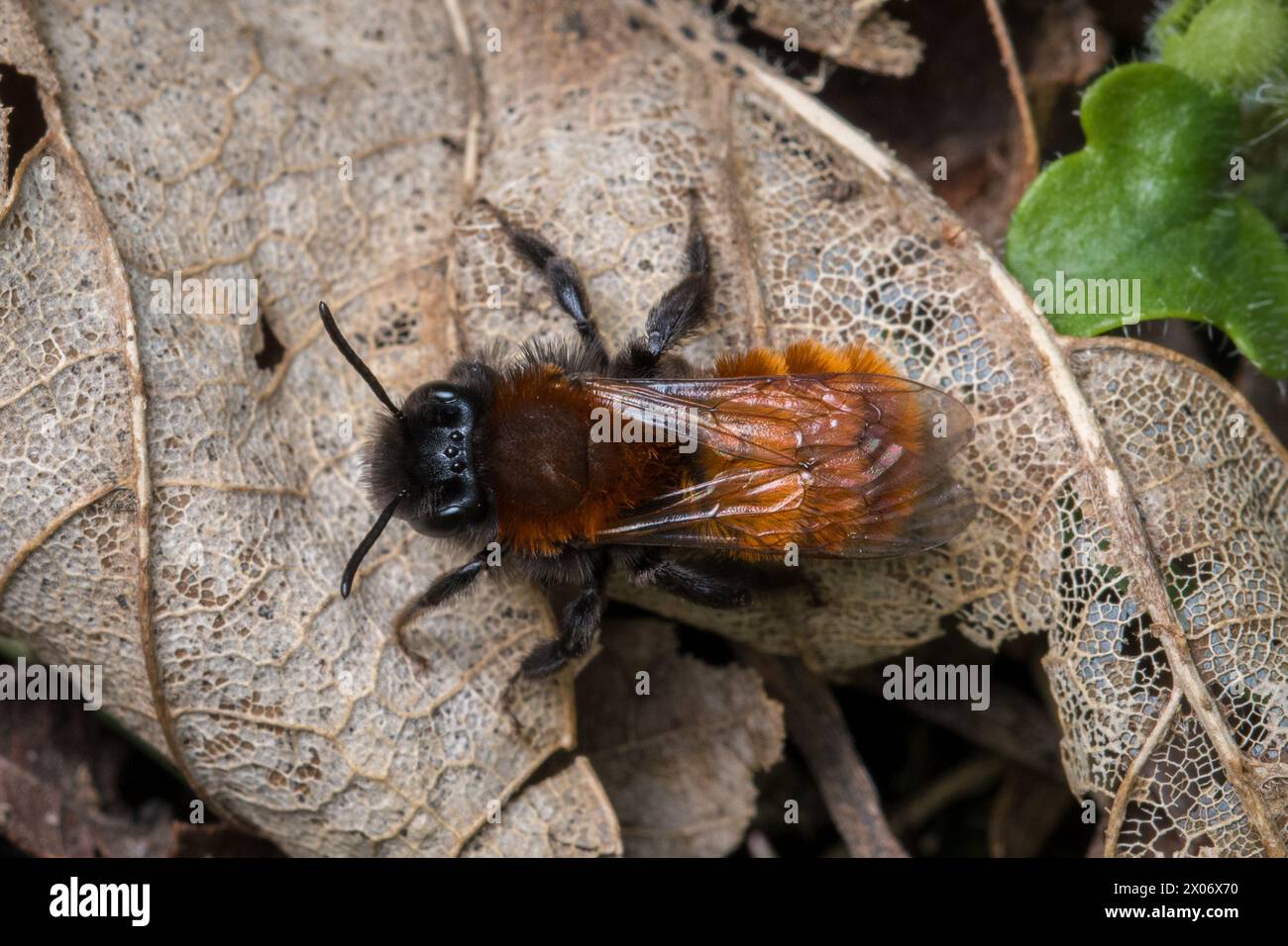 A female tawny mining bee (Andrena fulva) sporting her neat ginger coat ...