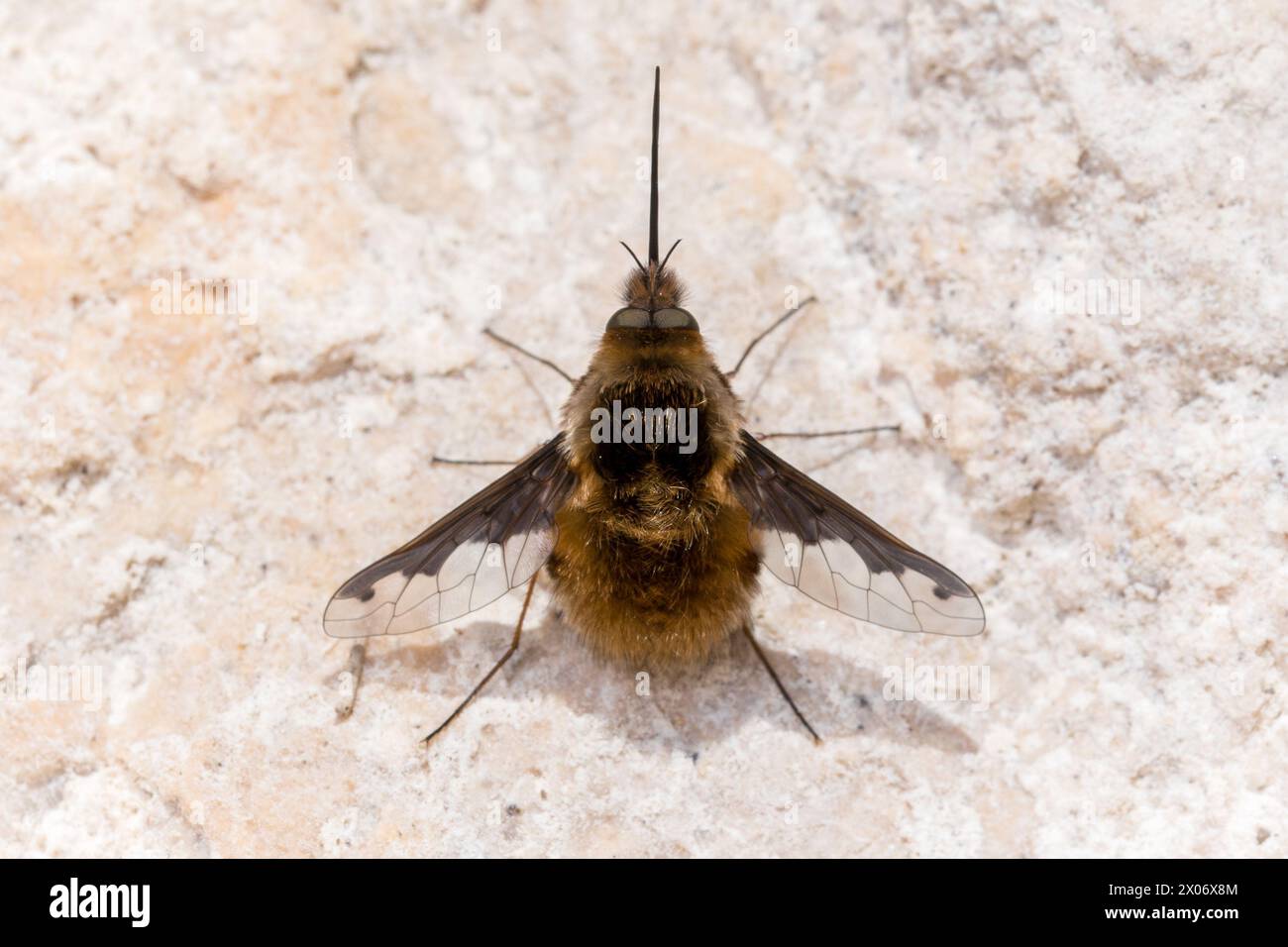 Insect like a plane hi-res stock photography and images - Alamy