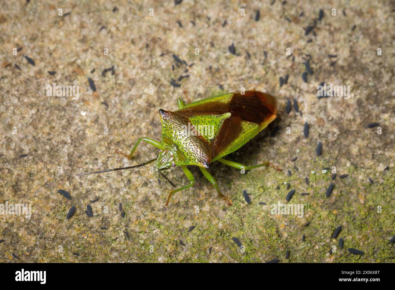 A strikingly patterned hawthorn shieldbug (Acanthosoma haemorrhoidale ...