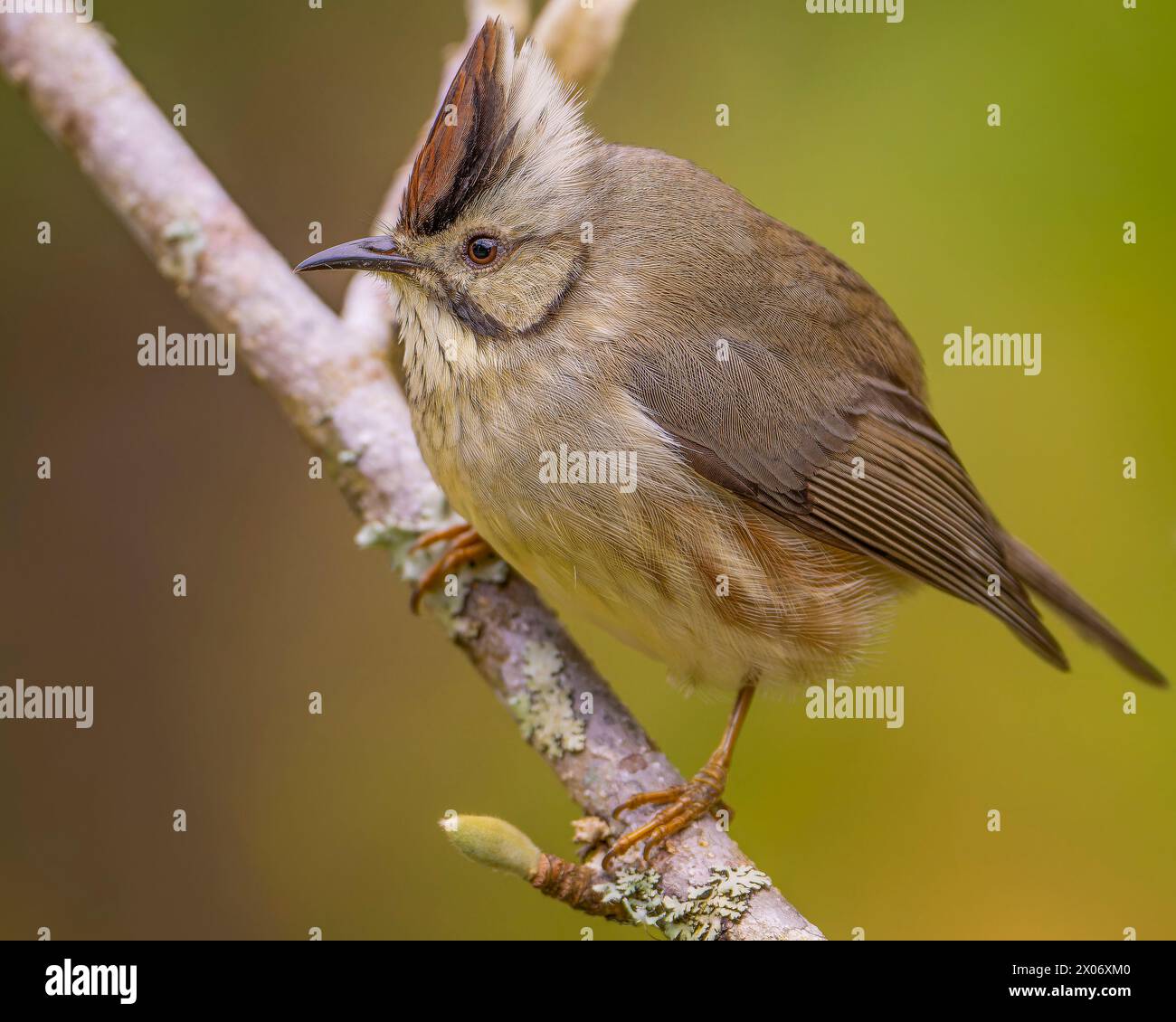 Taiwan yuhina, Yuhina brunneiceps endemic bird of Taiwan perched in ...