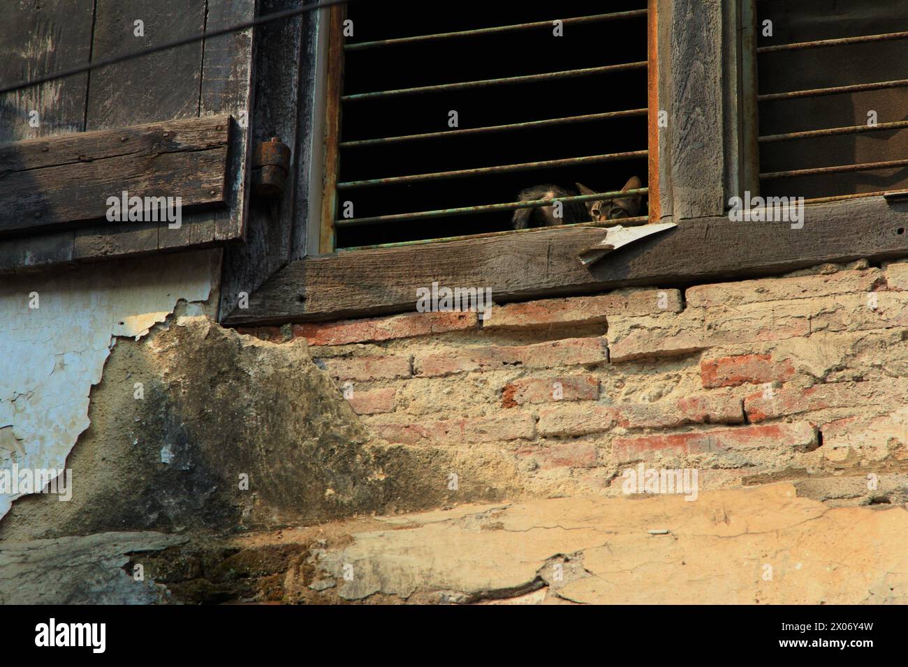 cute cat looking outside from a window Stock Photo - Alamy